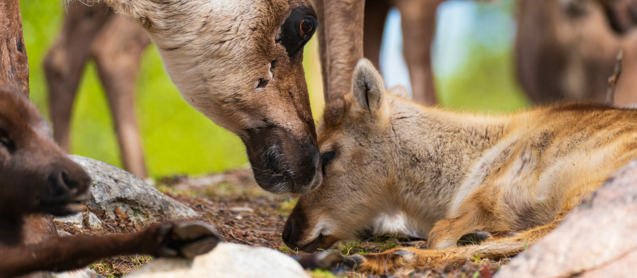 Autumn activities - Nutti Sámi Siida
