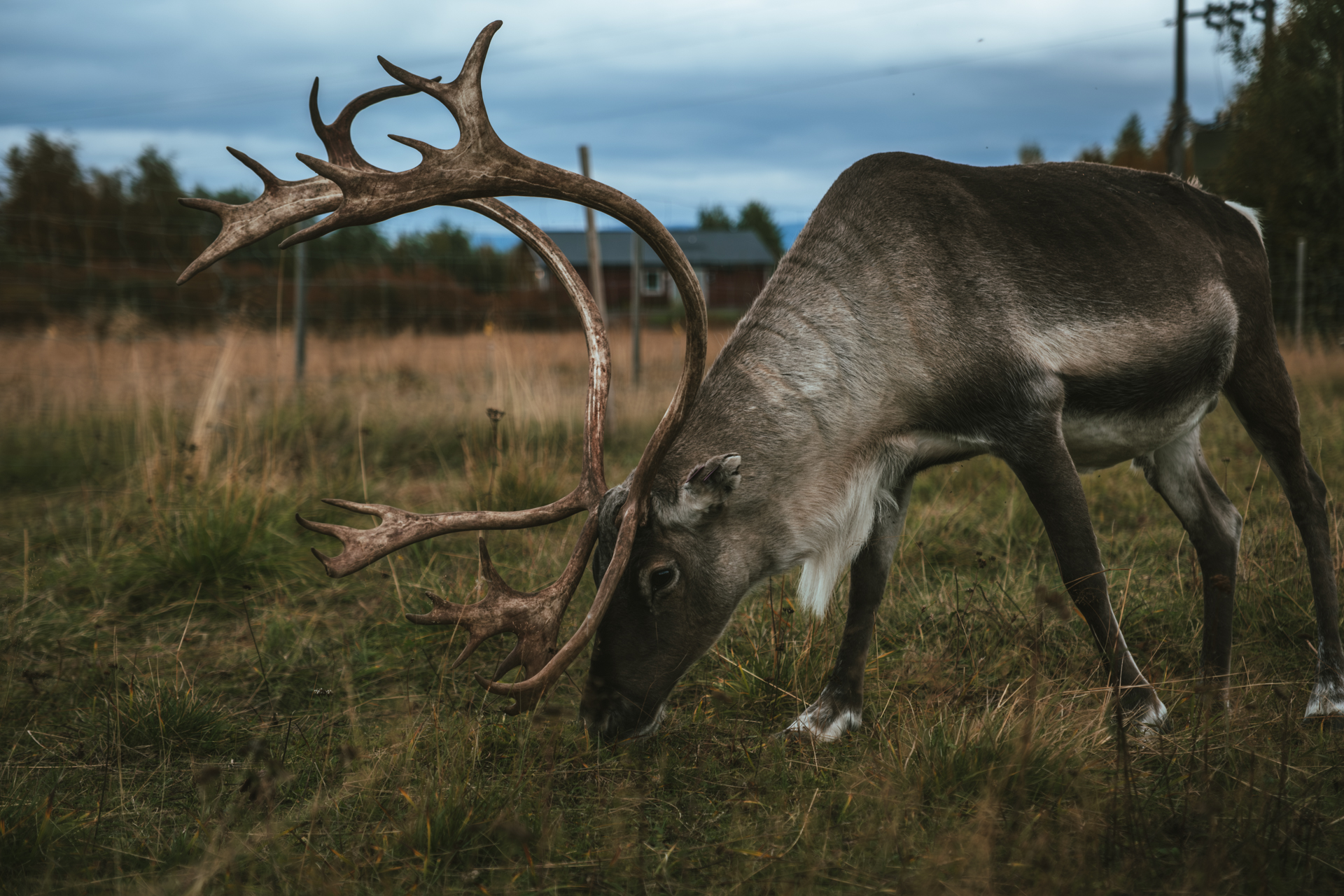 Lávvu - Nutti Sámi Siida